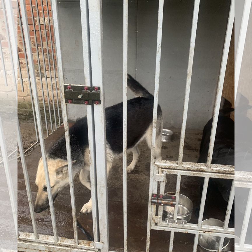 Лабрадор-ретривер, взрослая собака