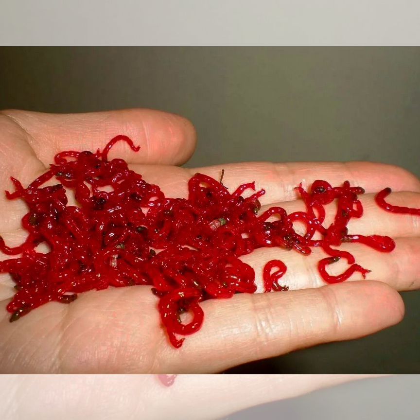 Мотыль живой оптом