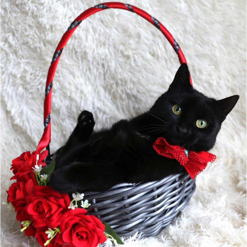 Кошка 1 год черная ласковая