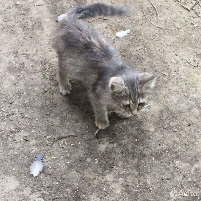 Котёнок во дворе живет ищам ручки