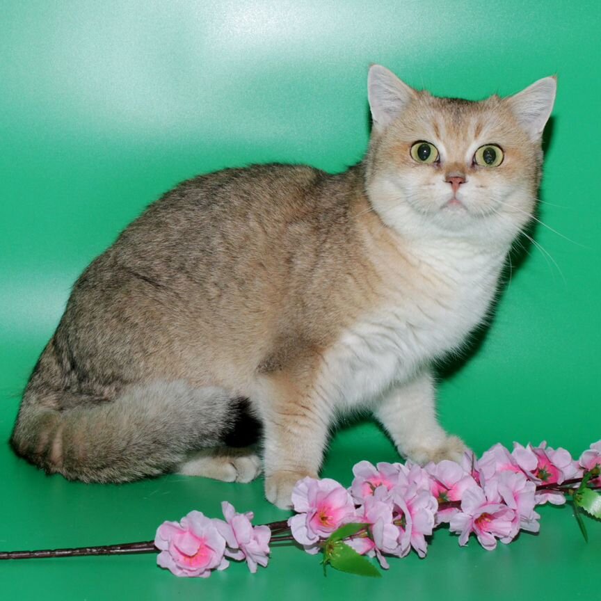 Британская короткошёрстная, взрослая кошка