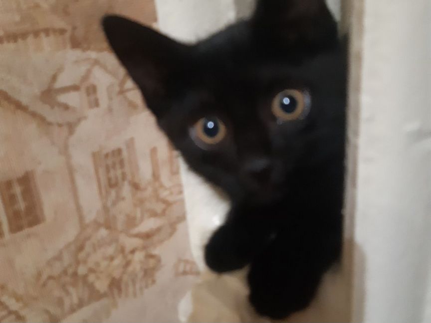 Кошка