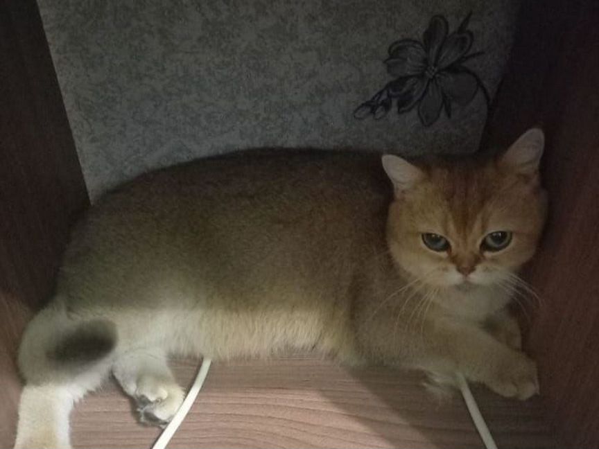 Британская кошка в разведение