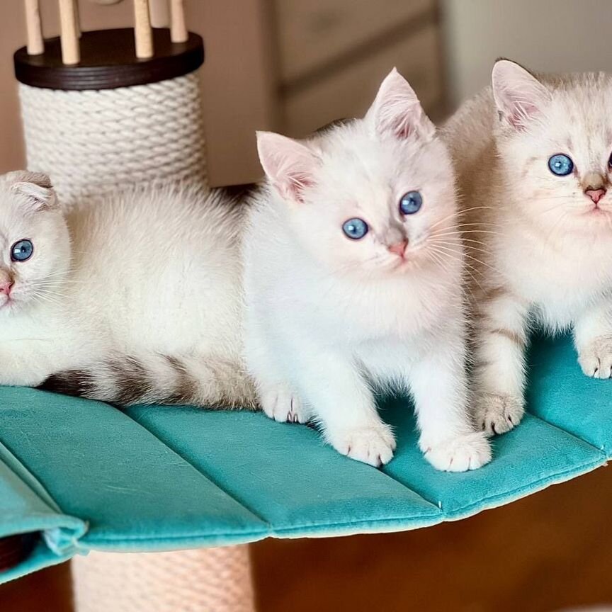 Шотландские котята