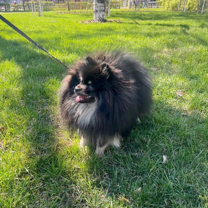 Шпиц кабель для вязки