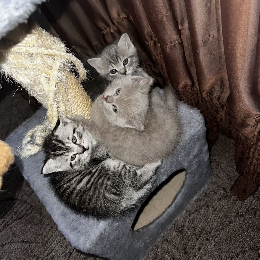 Британские котята