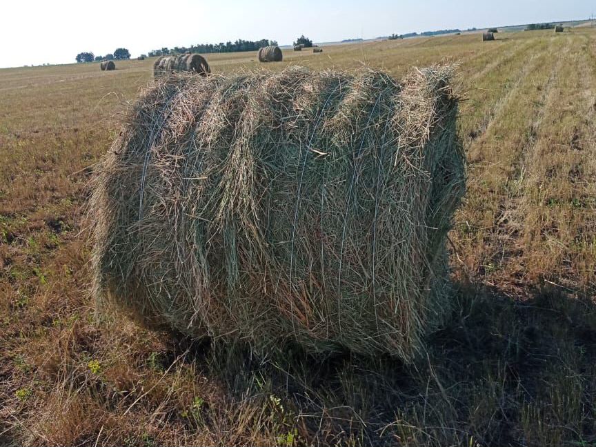 Сено отличного качества без сорняков