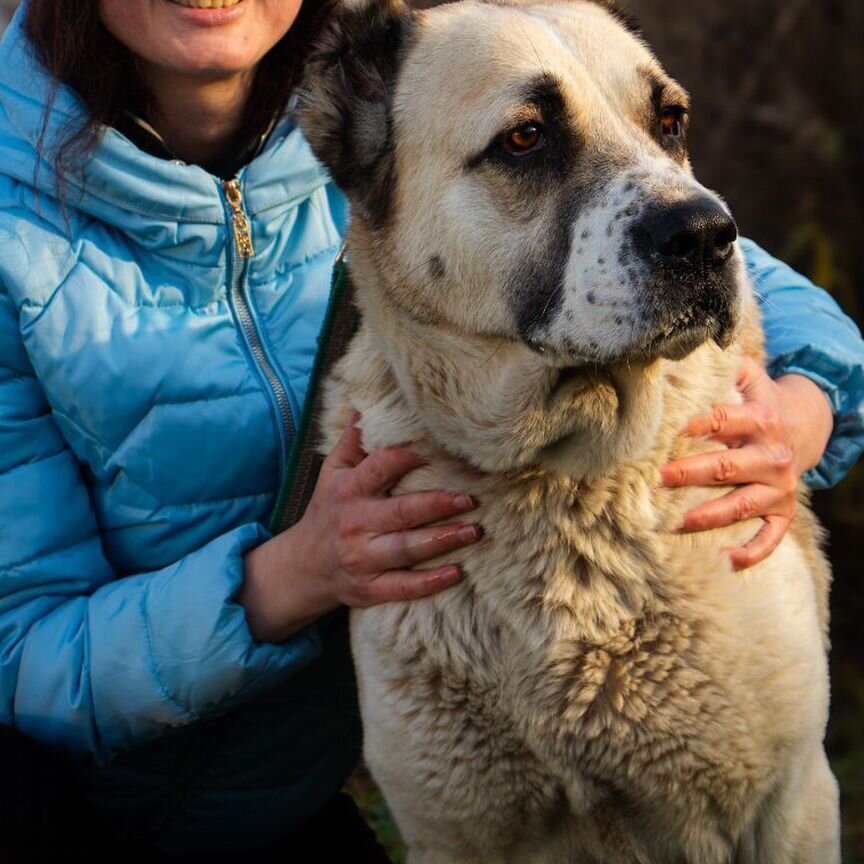 Среднеазиатская овчарка, взрослая собака