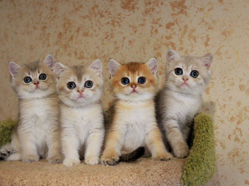 Золотые зеленоглазые шиншиллы котята