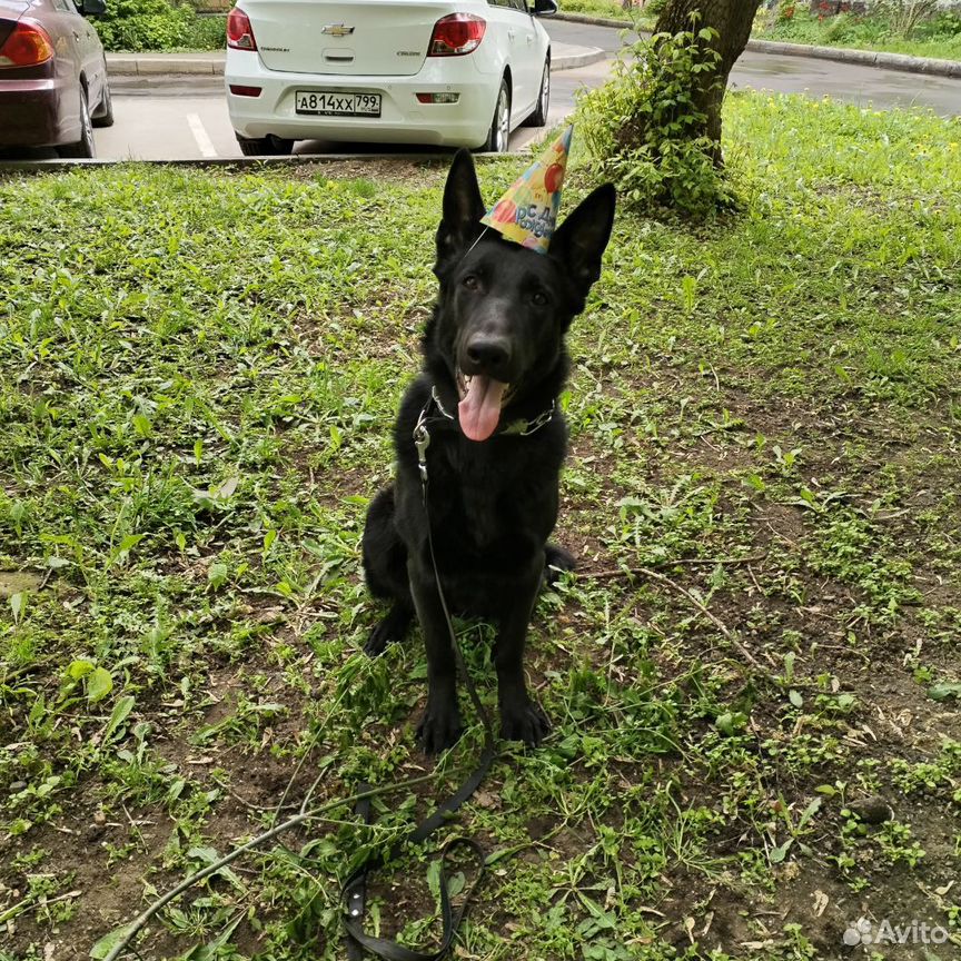 Восточноевропейская овчарка