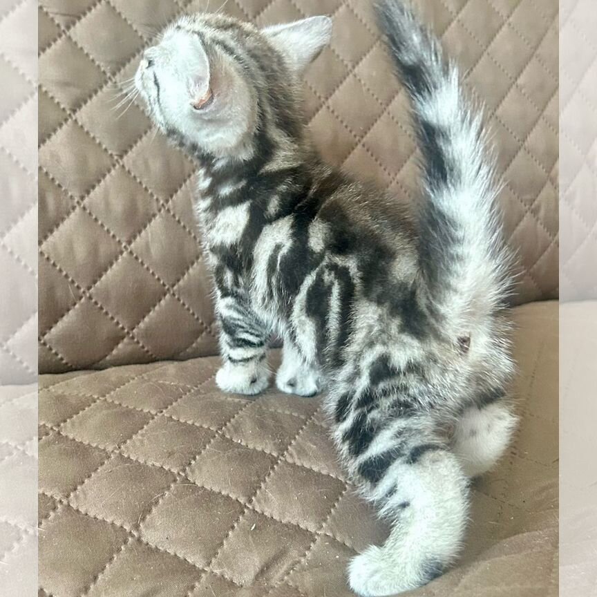 Шотландский прямоухий короткошёрстный котёнок