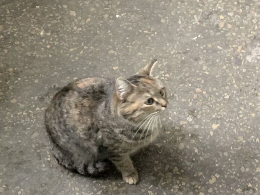 Кошка бездомная в подьезде