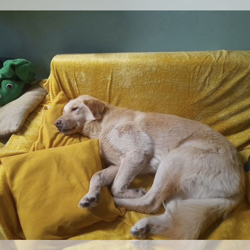 Золотистый ретривер, взрослая собака