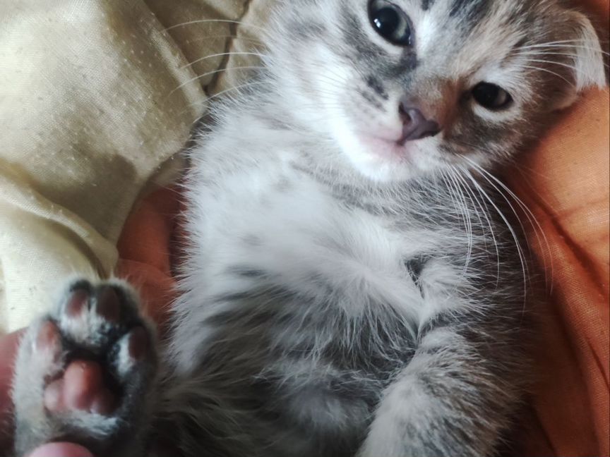 Котята в добрые руки