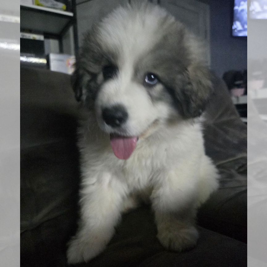 Пиренейская горная собака, щенок