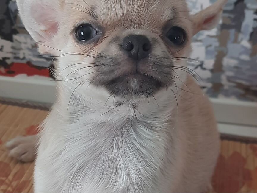 Голубо- палевого окраса мальчик чихуахуа