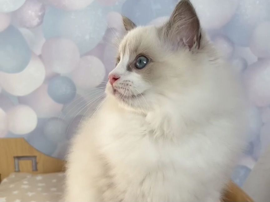 Милая кошечка(котёнок) Регдол