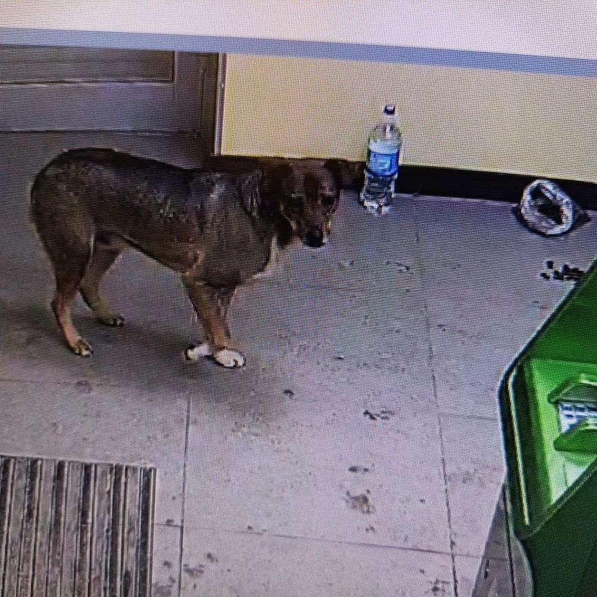 Домашние животные собаки щенки бесплатно