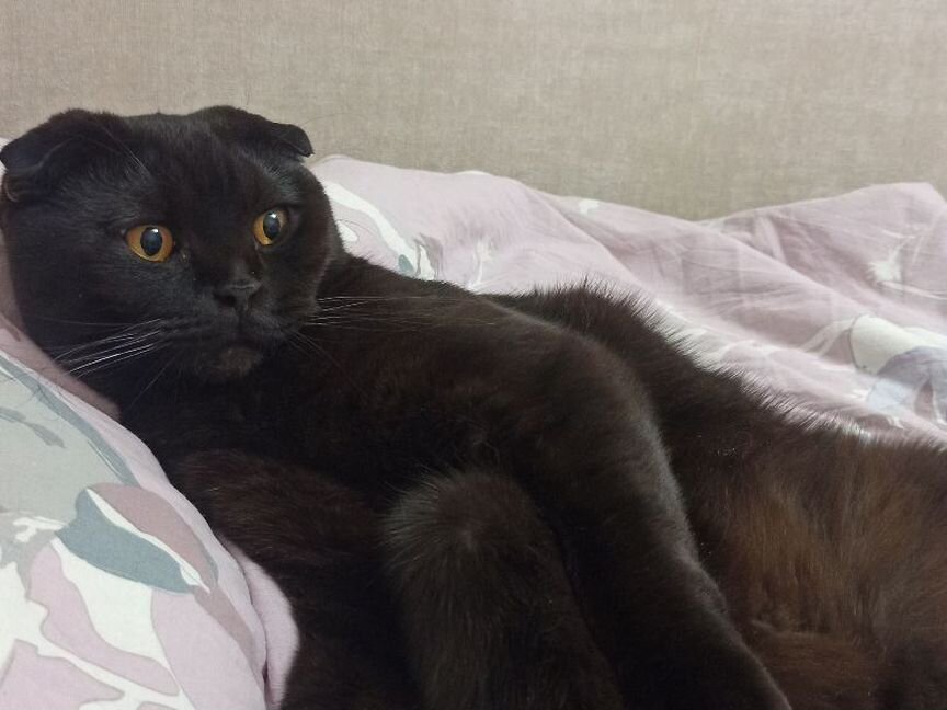 Шотландский вислоухий черный кот