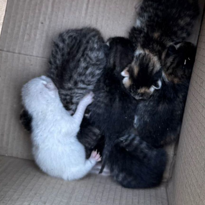 Котята в добрые руки