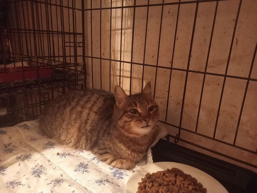 Мурлыкающее счастье