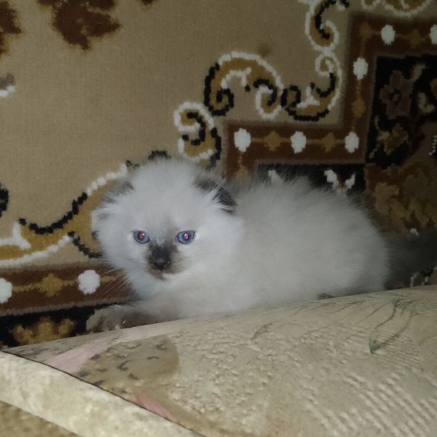 Скоттиш фолд 1,5 мес