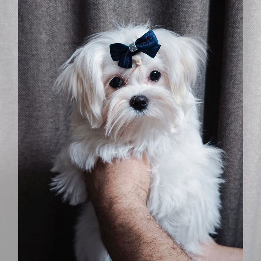 Мальтийская болонка, щенок