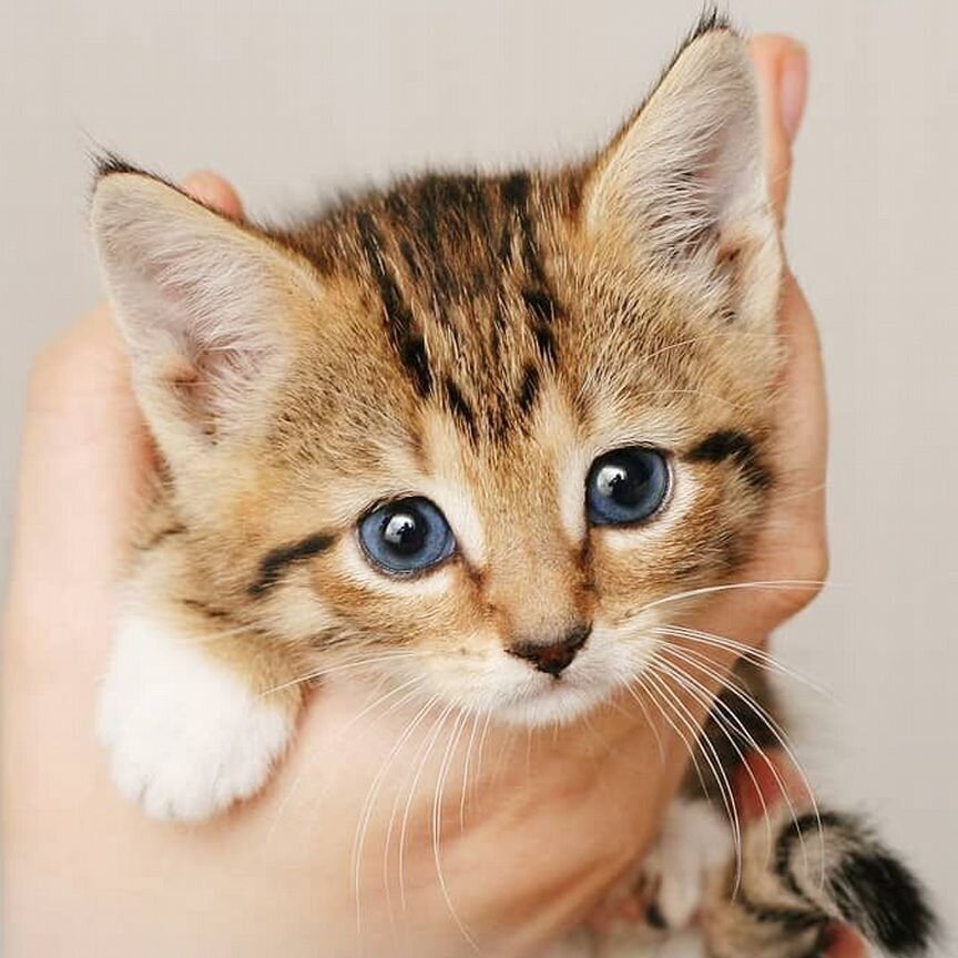 Котёнок в добрые руки