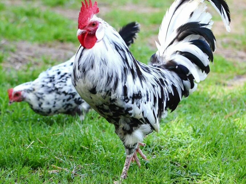 Инкубационное яйцо