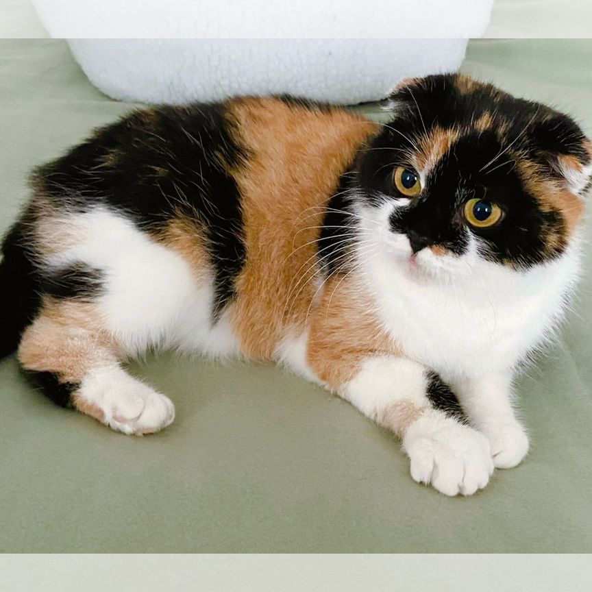 Шотландская вислоухая короткошёрстная кошка, взрослая