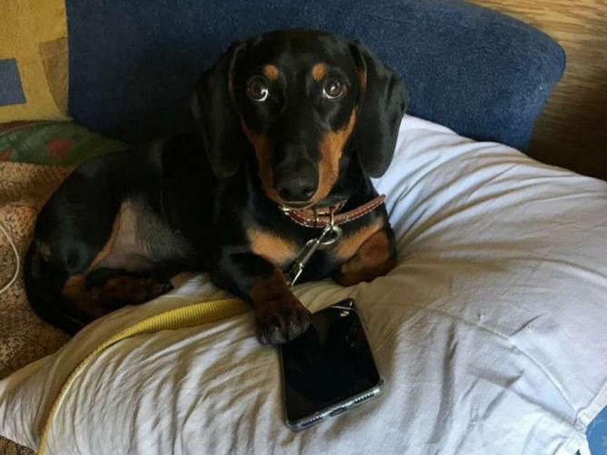 Карликовая такса