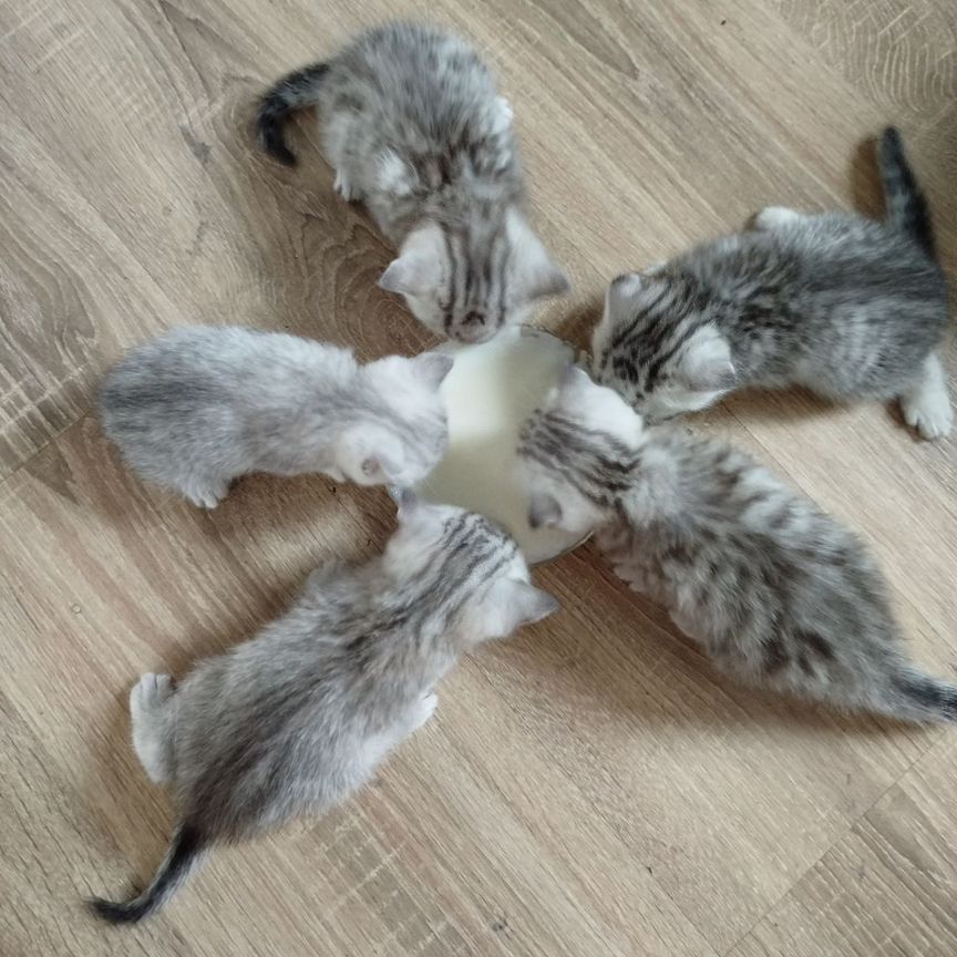 Шотландский вислоухий короткошёрстный котёнок