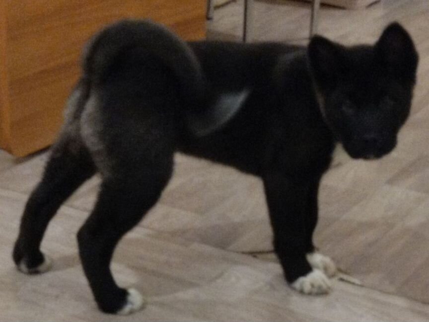 Американская акита