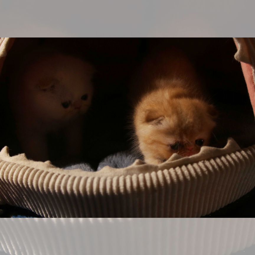 Экзотический короткошёрстный котёнок