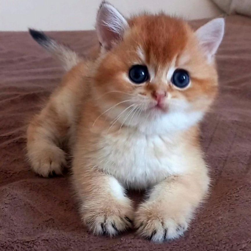 Шотландские котята золотая шиншилла