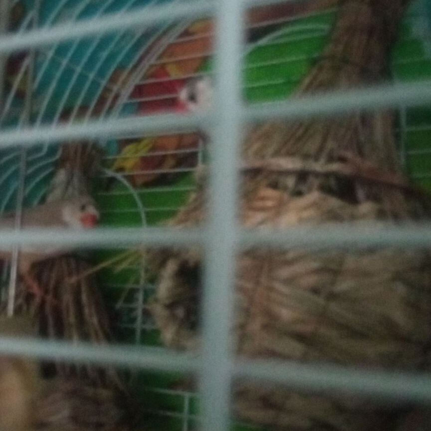 Продам амадинов, 2 м. 2 д., клетка