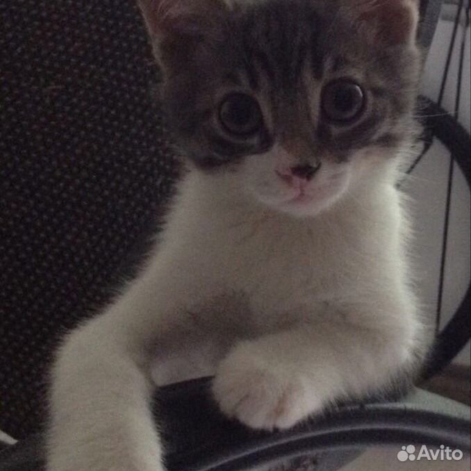 Умный котенок Тихон