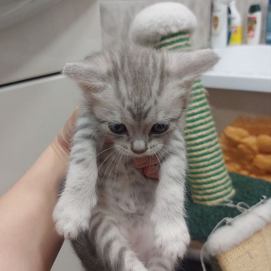 Котята 23.02.25г