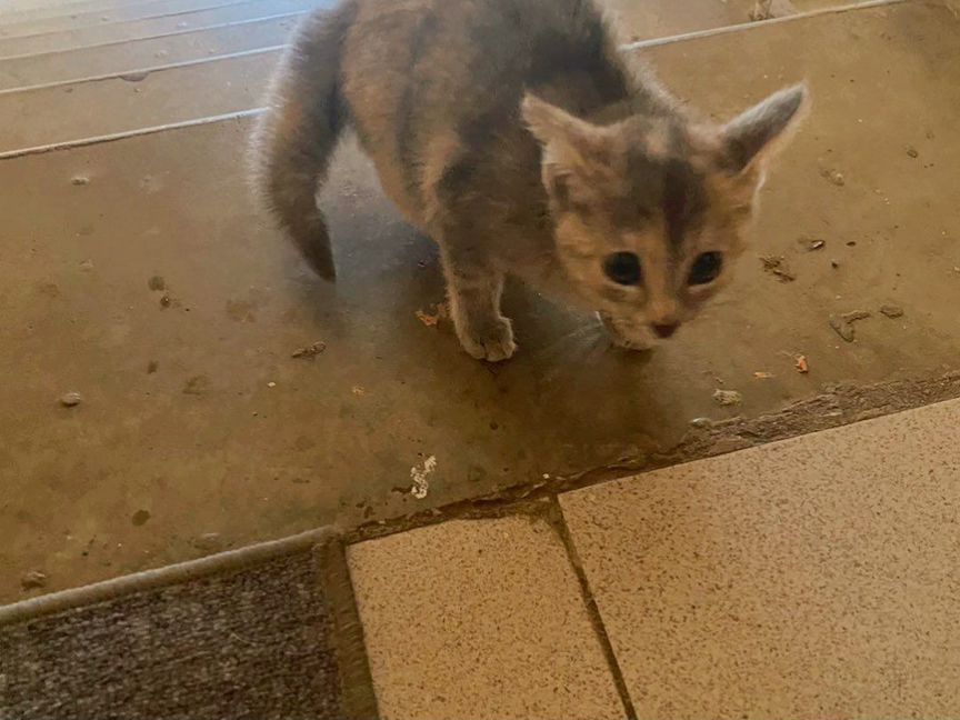 Кошка сейчас выкинули в подъезд