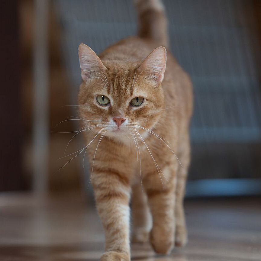 Взрослый кот в добрые руки