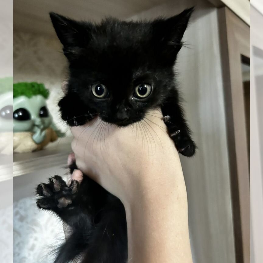 Котёнок