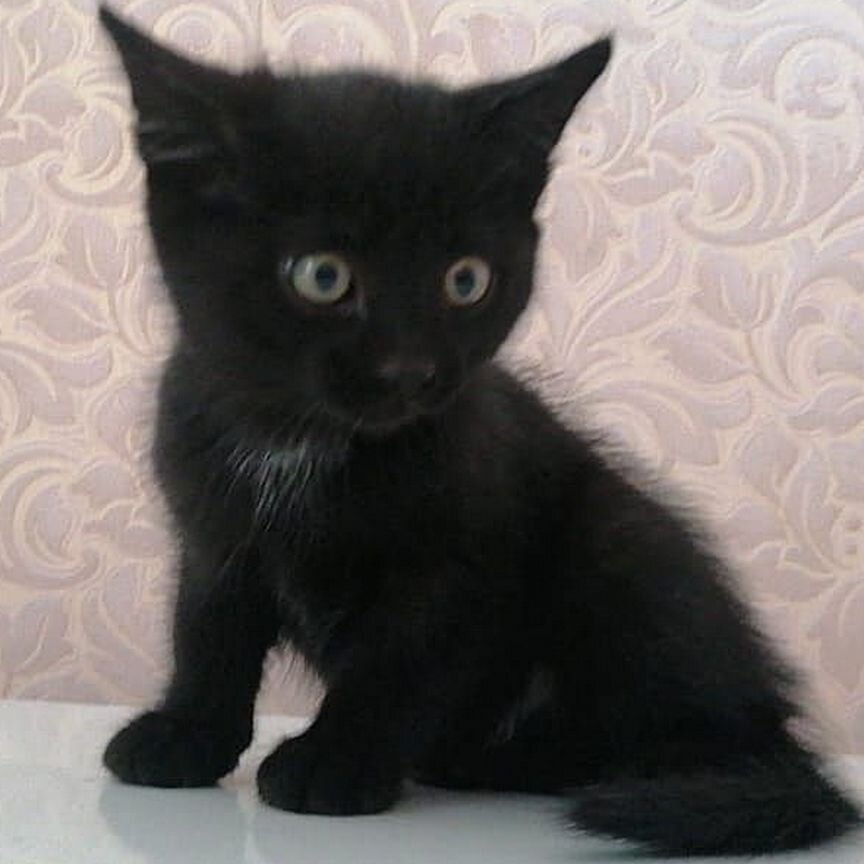 Кошки