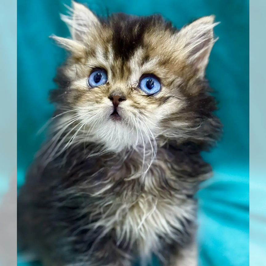 Британский длинношёрстный котёнок