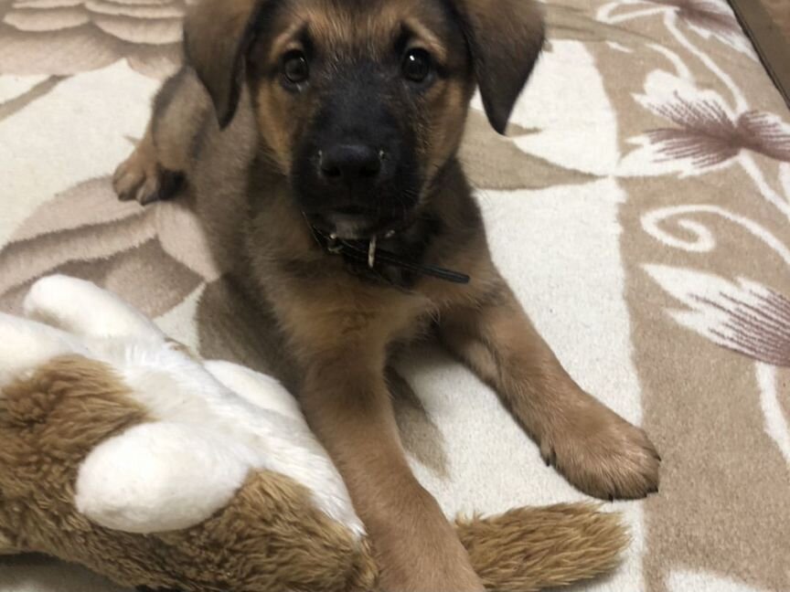 Маленькая собака