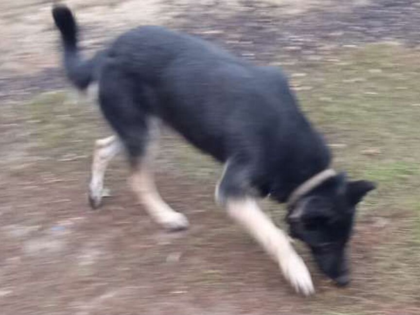 Собака 2,5 года восточно-европейская овчарка