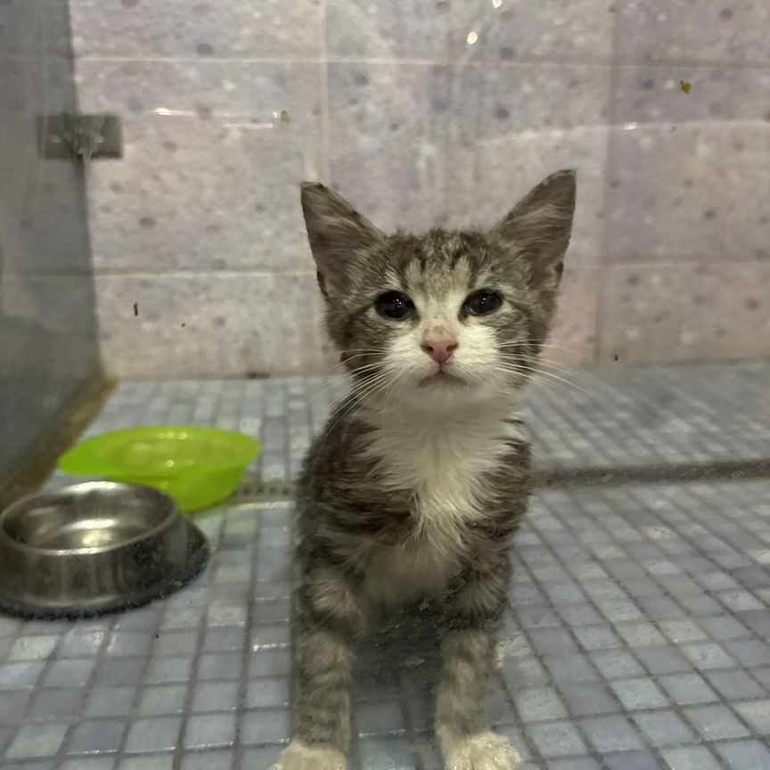 Котенок мальчик 2 месяца бесплатно