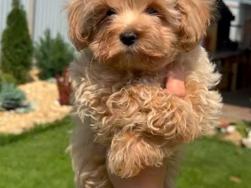 Мальтипу мини f1