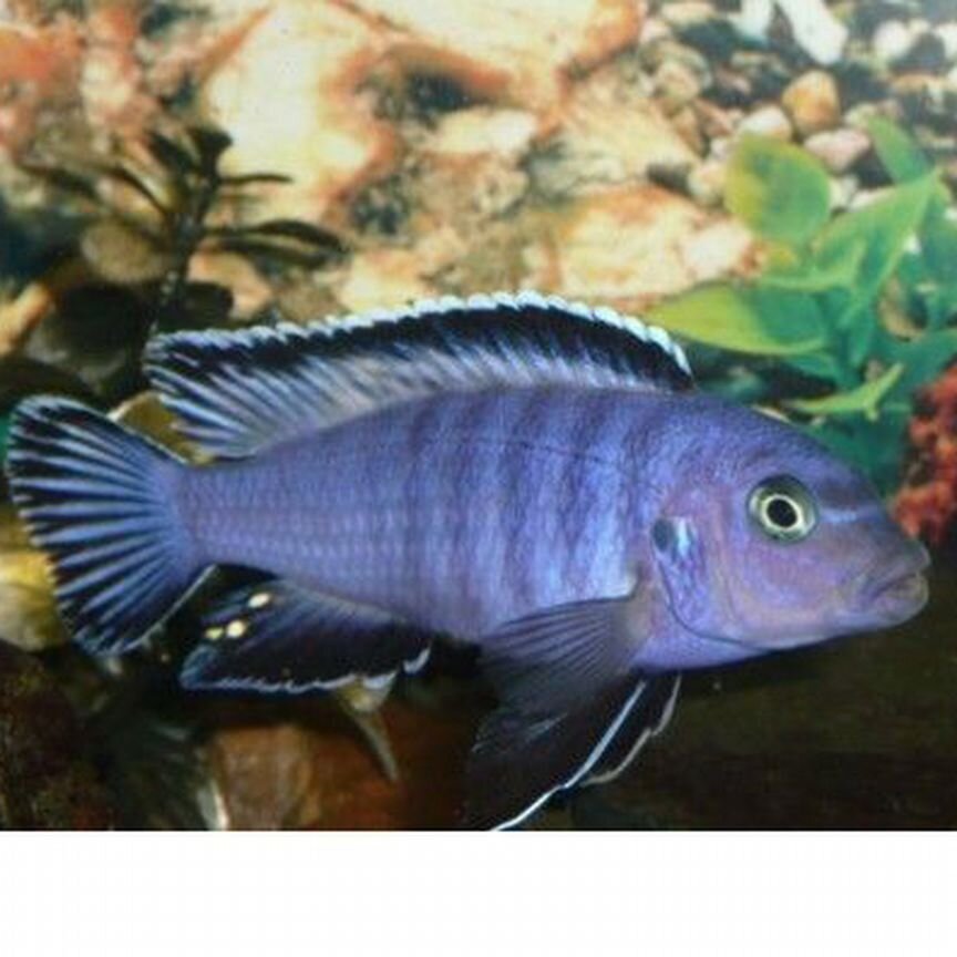 Малавийские цихлиды