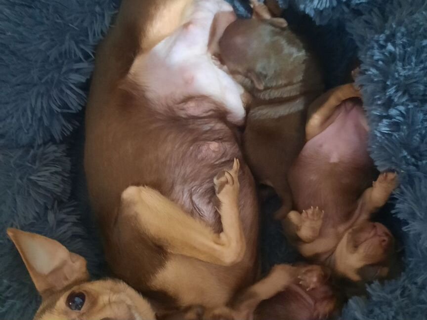 Той-терьер щенки