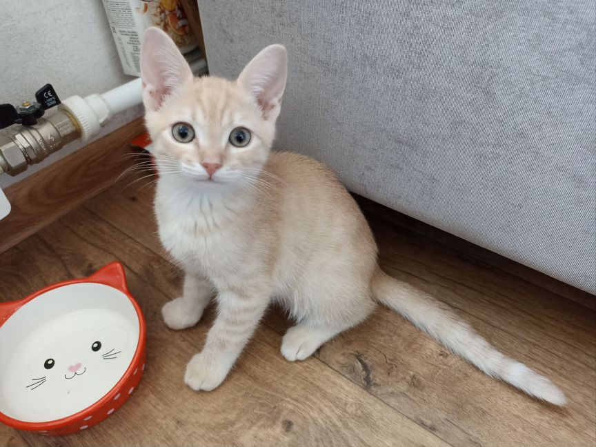 Котенок 3 месяца, персиковый